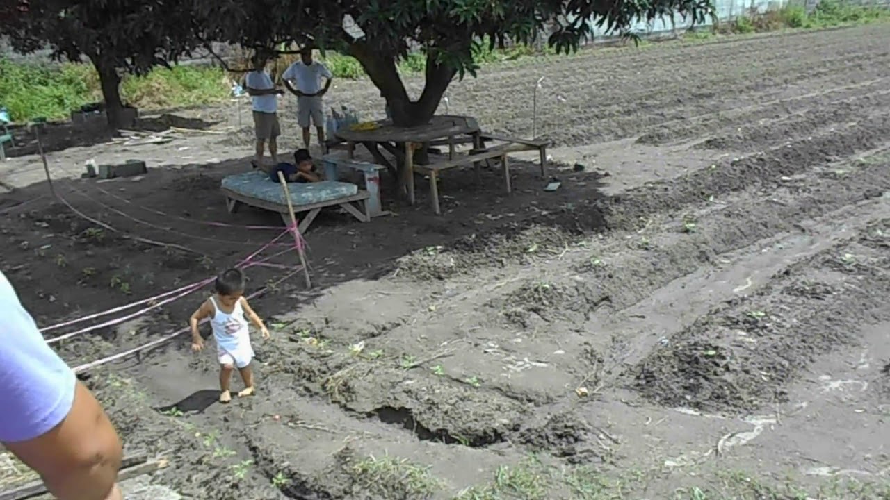 Duyan Ni Maria Orphange first crops planted - YouTube