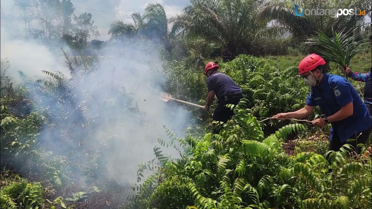 Polisi Amankan Terduga Pelaku Pembakaran Lahan di Kanaan - YouTube