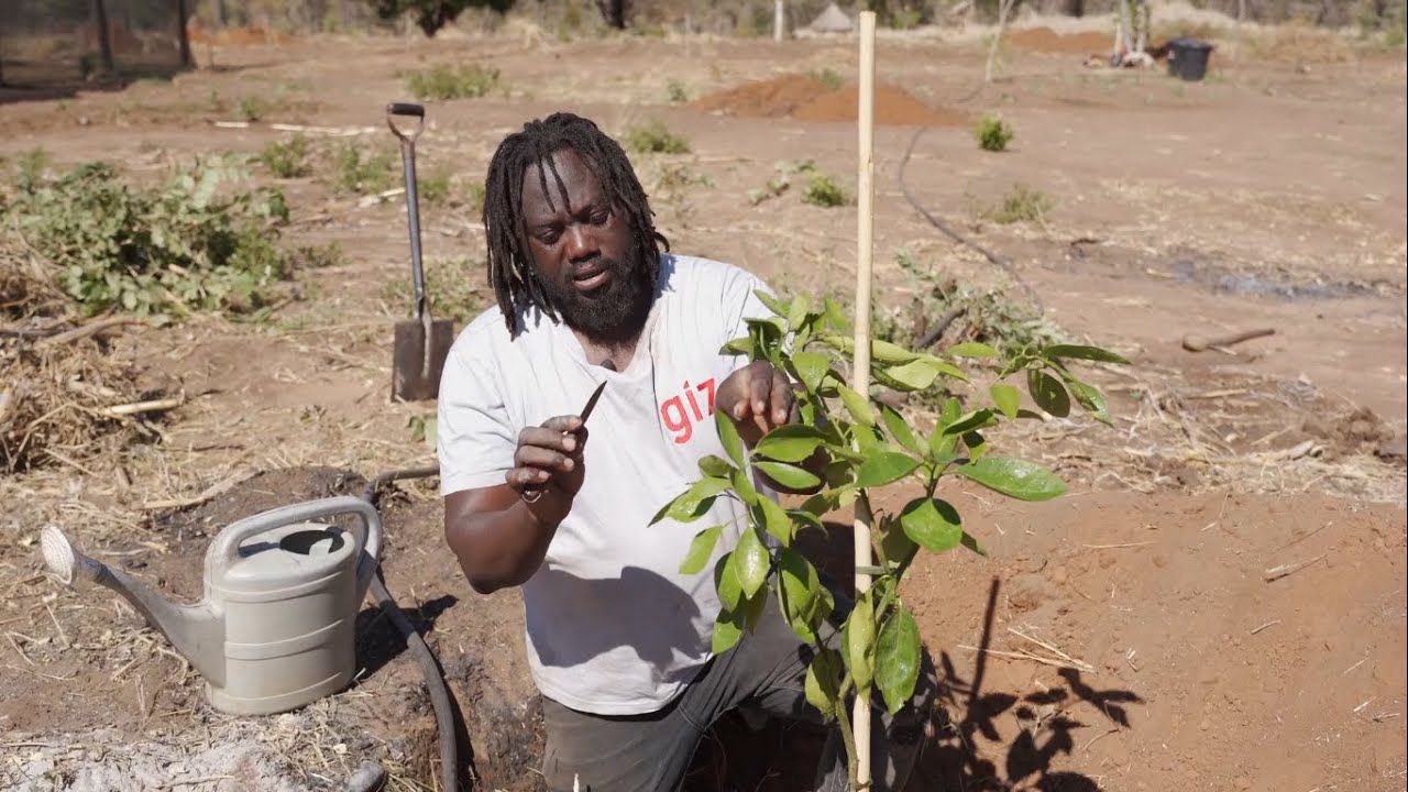 Sustainable Tree Planting - YouTube