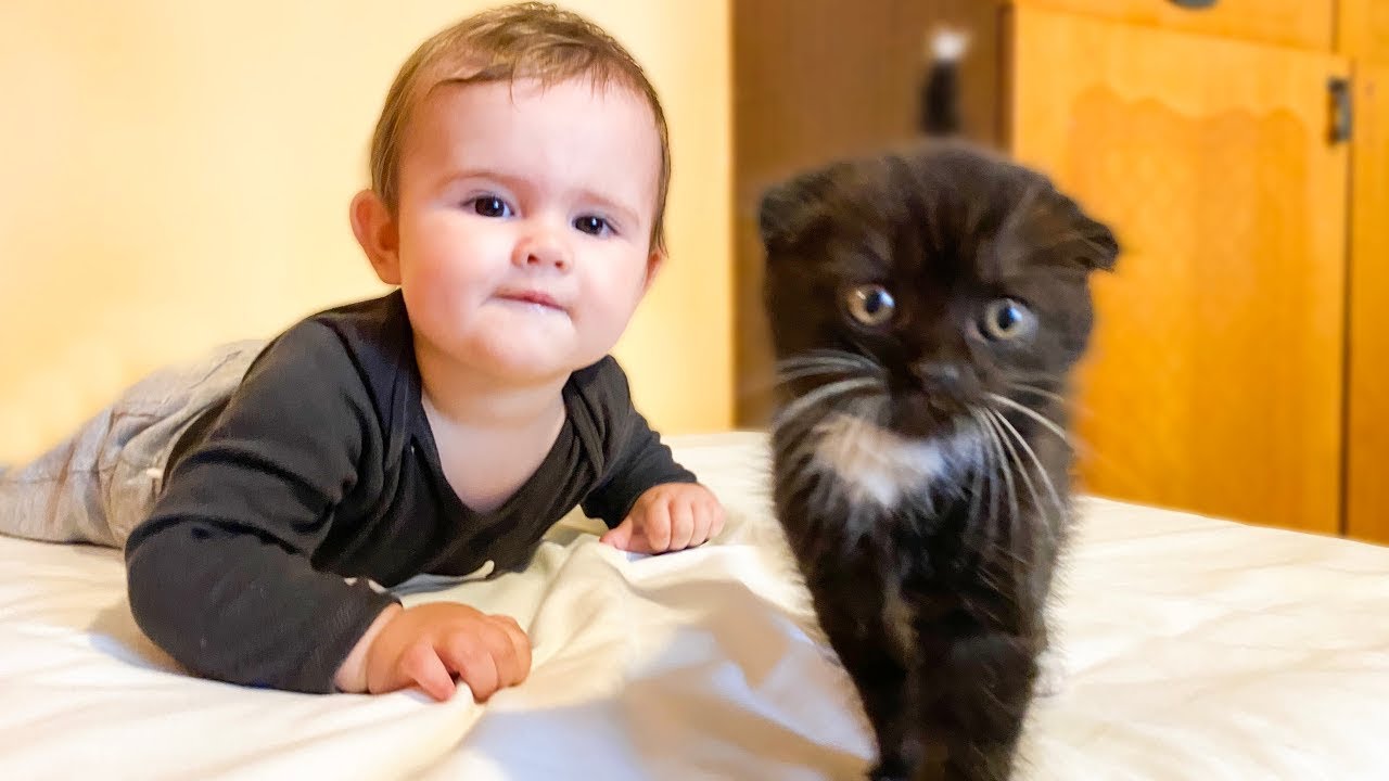 Baby Zlata Meets Kitten For The Very First Time! CUTENESS OVERLOAD Cute ...