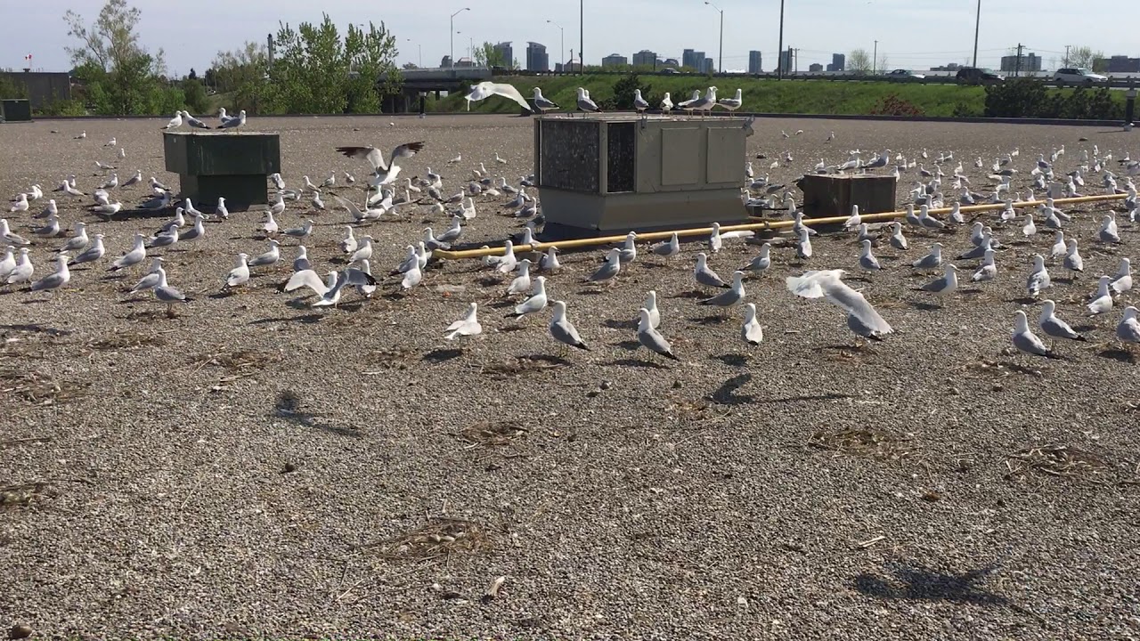 Seagulls on roof - causing damage to vents and structure - YouTube