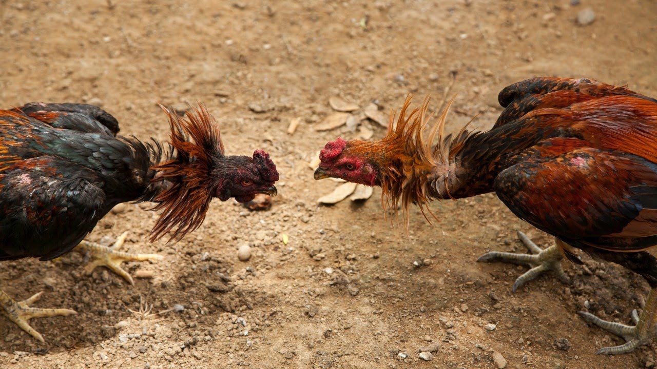 Shamo aseel rooster new fight 2023 | Aseel | Shamo Japan | #aseel #hen ...