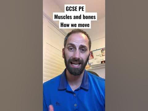 Gcse Pe how muscles and bones work together to create movement - YouTube