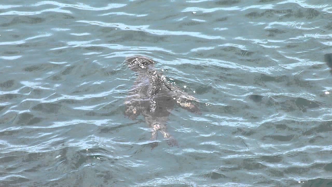 BABY SEAL PLAYING IN OCEAN - YouTube