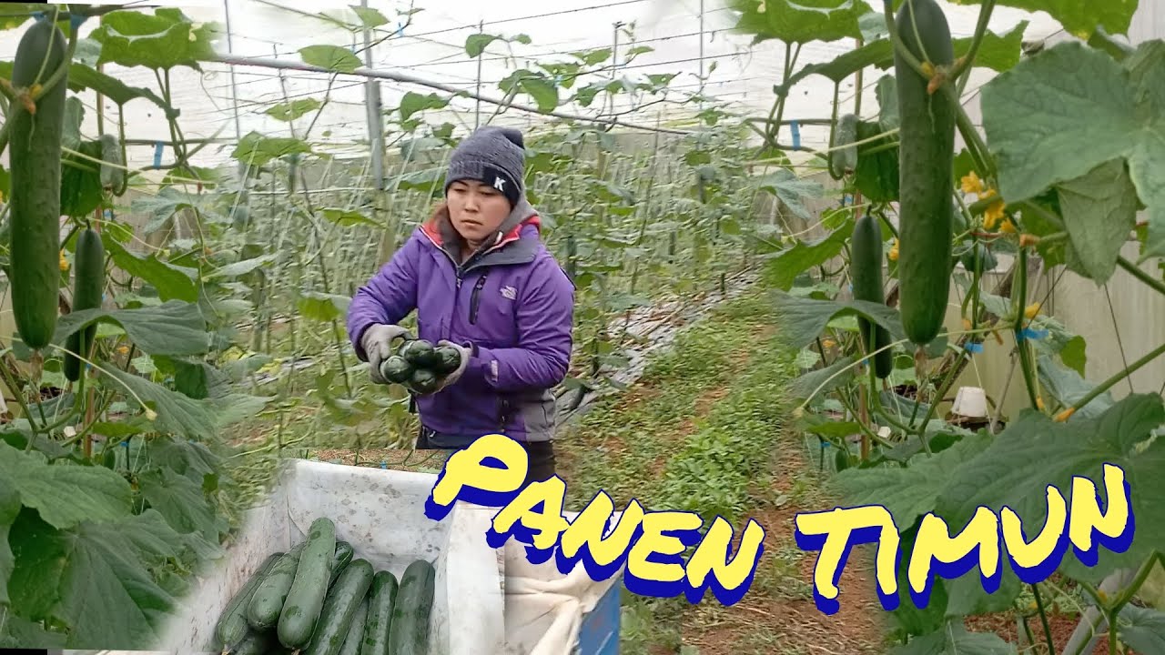 BUDIDAYA MENTIMUN,. PANEN TIMUN - YouTube