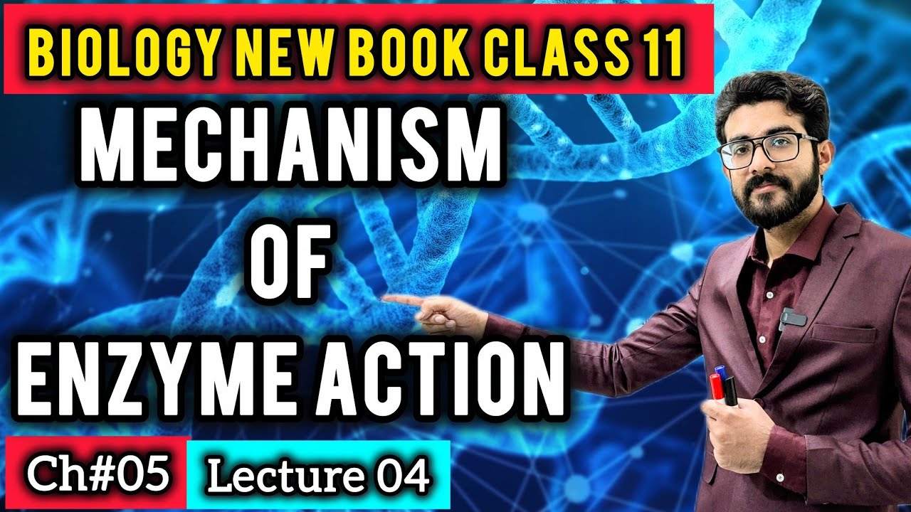 How Enzymes Work? | Mechanism of Enzyme Action Class 11 | Biology New ...