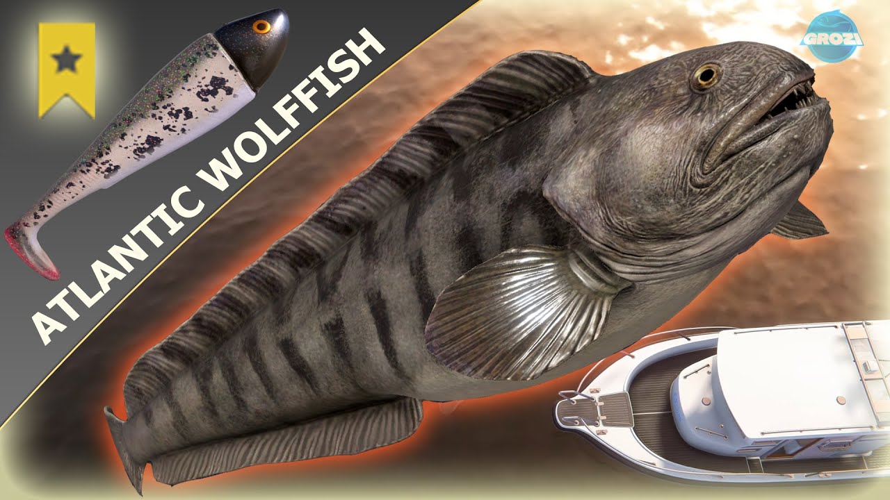 Russian Fishing 4 RF4 Norwegian Sea.Trophy Atlantic Wolffish - YouTube