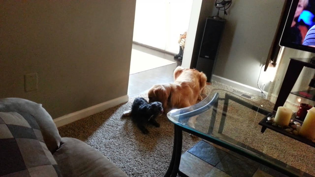 Vicious Golden Retriever attack! - YouTube