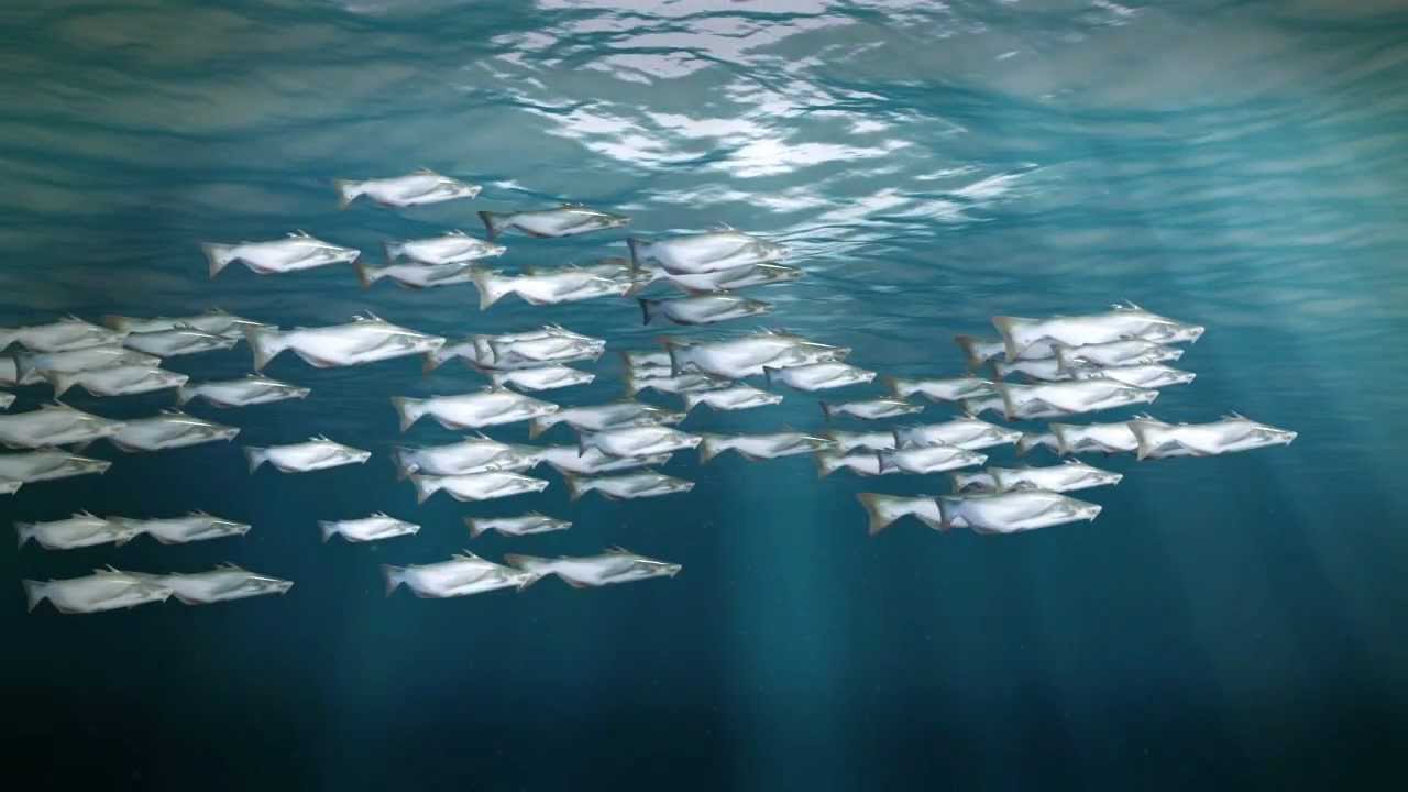 The Big Fish - Documentary - YouTube