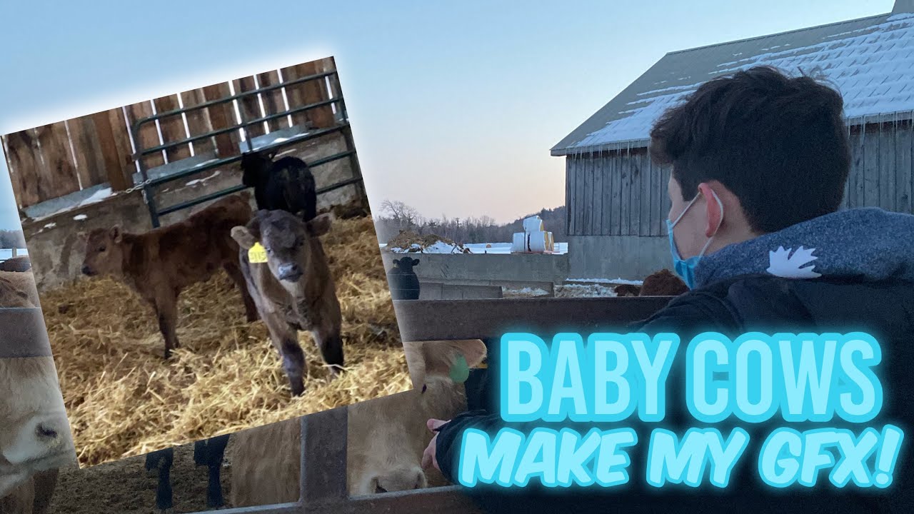 a BABY COW makes my GFX! ||DeniedJelly - YouTube