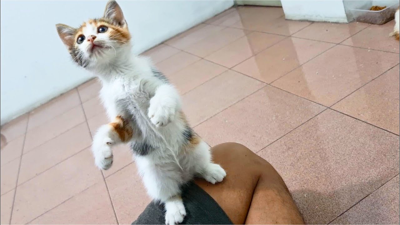 Smart Kitten Learning How To Stand On Two Legs Like A Human - Cats ...