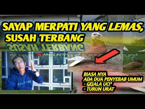 SAYAP MERPATI LEMAS, TIDAK BISA TERBANG, APA PENYEBAB NYA,