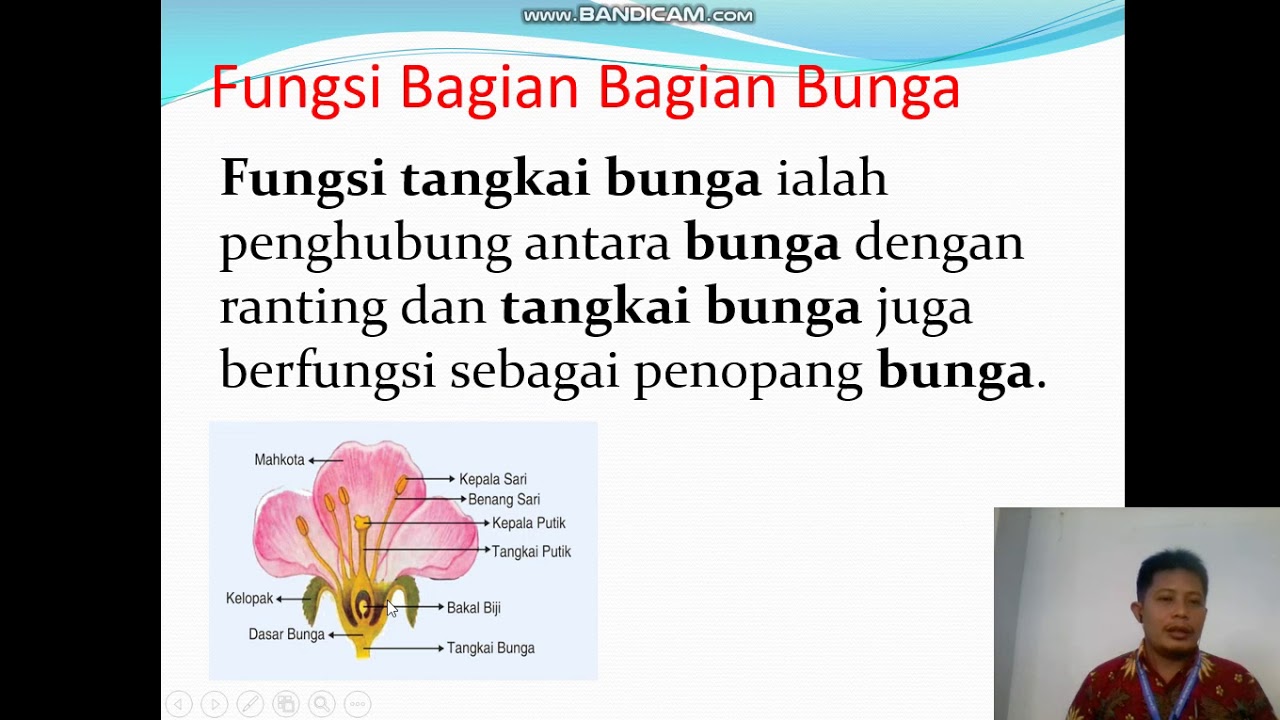 Materi IPA Bagian Bagian Bunga dan Fungsinya - YouTube