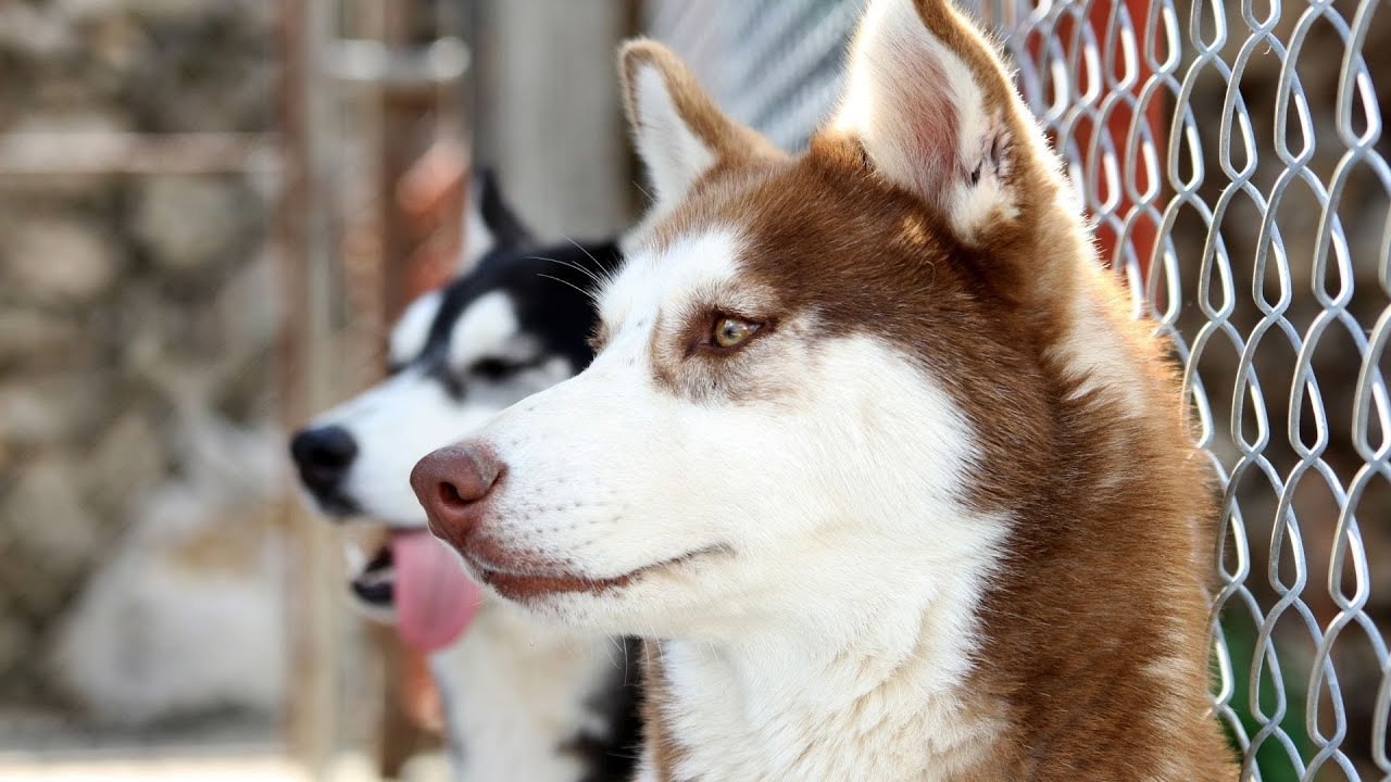 Unleash Your Creativity 6 Fun and Functional DIY Home Projects for You ...