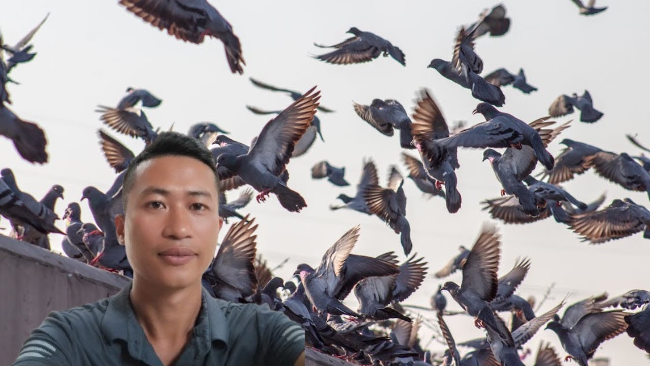 Ultimate Guide to Raising Pigeons for Beginners in 2024 | Pigeon Video ...