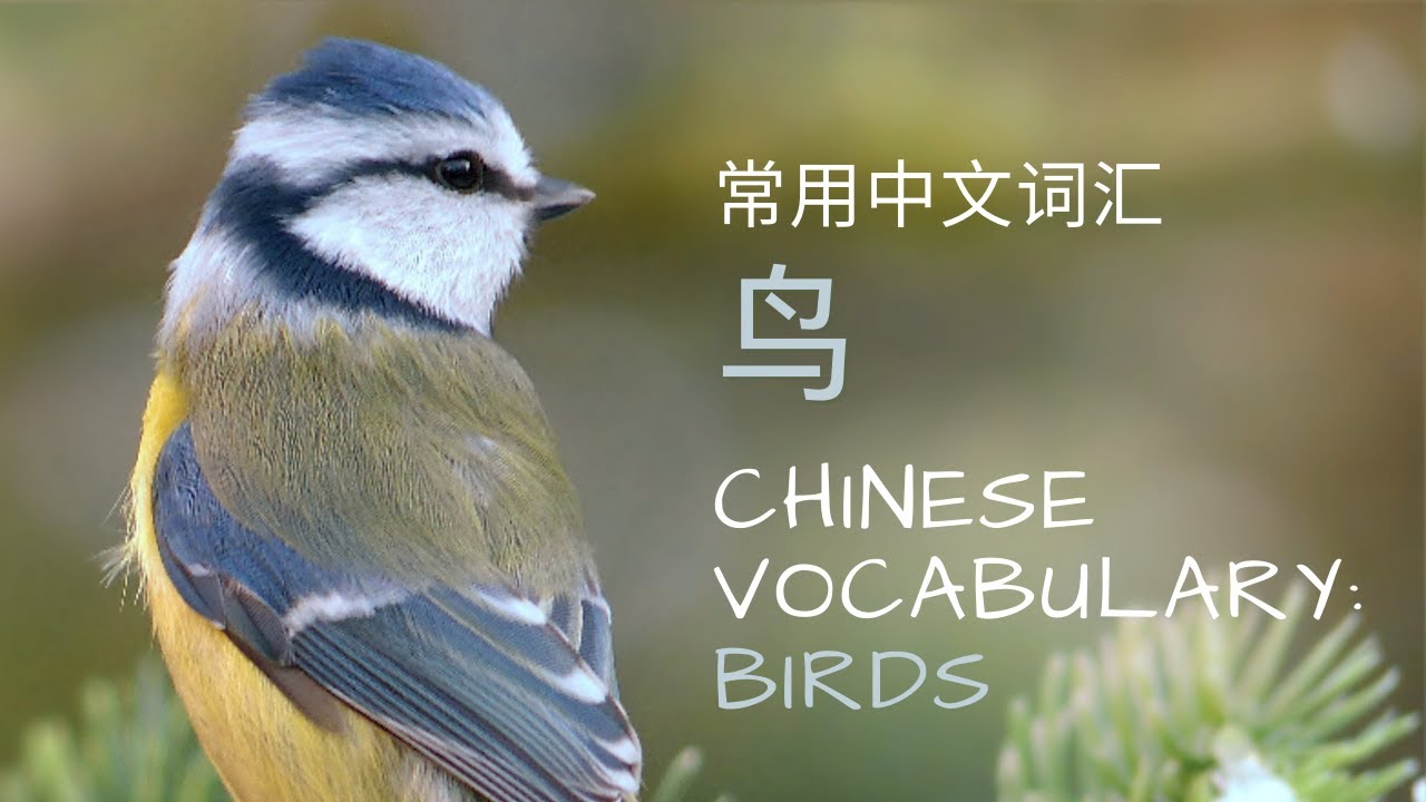 中文动物词汇-鸟 Chinese Vocabulary - Birds | 学汉字 xhanzi.com - YouTube