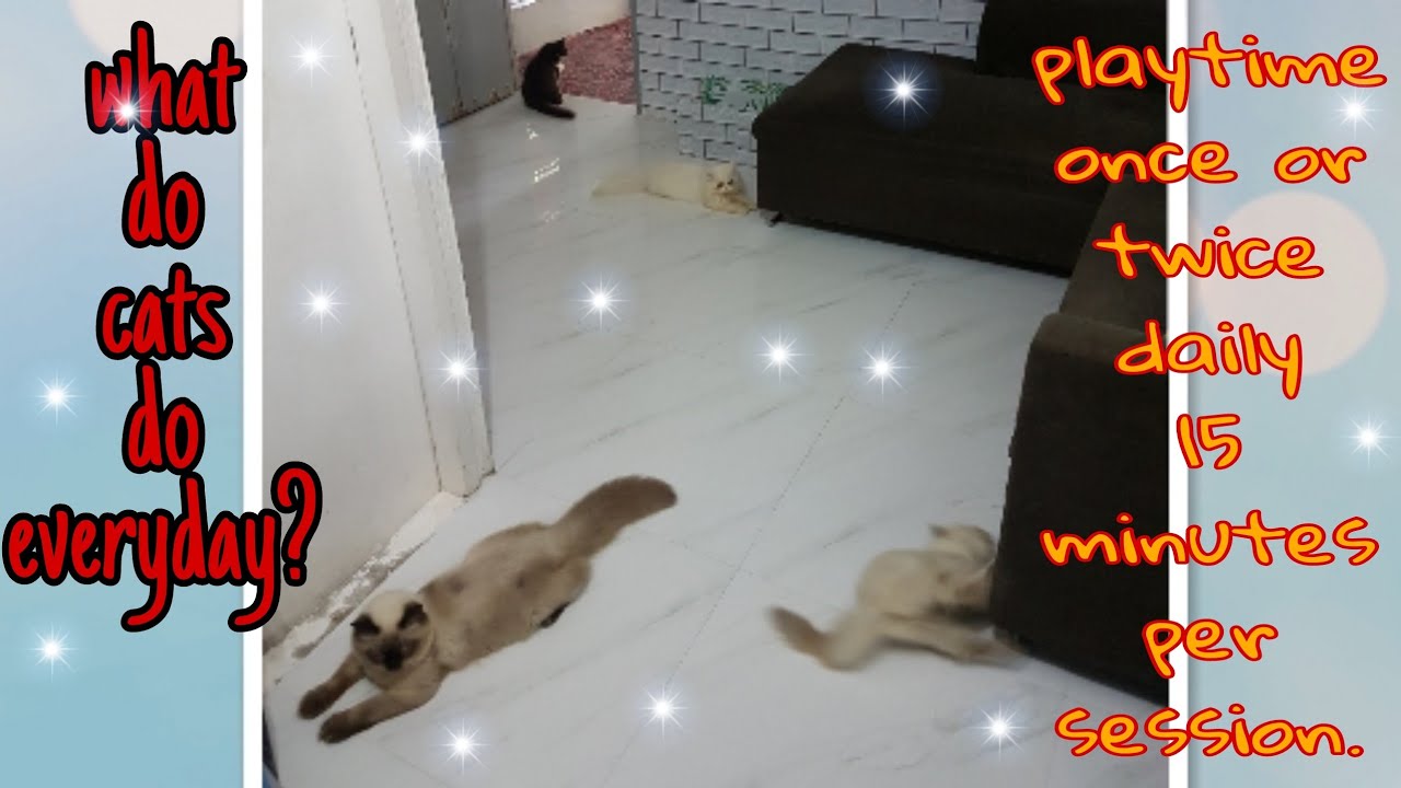 My Cats daily routine! - YouTube