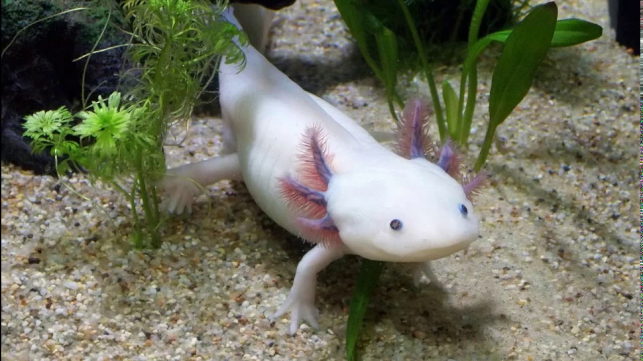 Axolotl Facts Interesting Facts About Axolotl Facts About Axolotl YouTube axolotl-facts-interesting-facts-about-axolotl-facts-about-axolotl-youtube