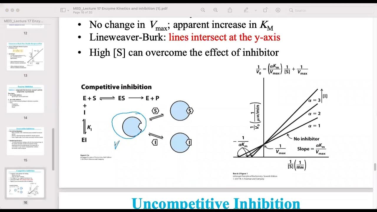 Michaelis constant lecture 17 part 2 - YouTube
