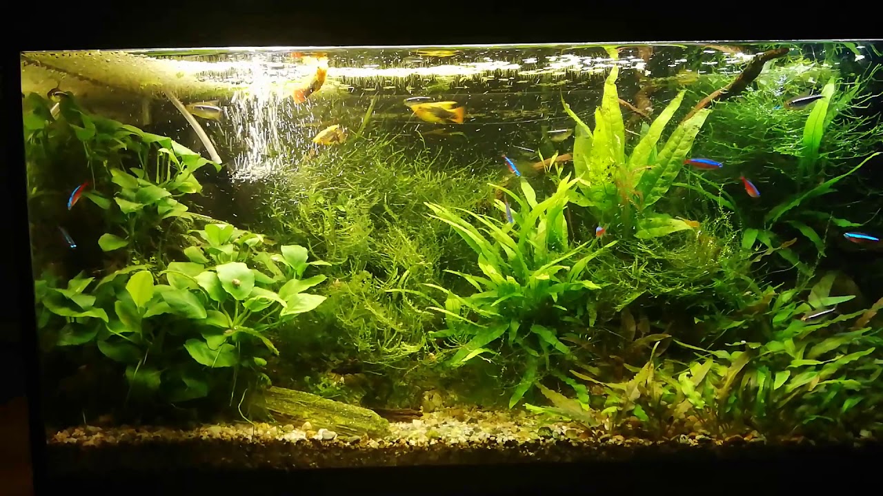 Aquarium 80l - YouTube