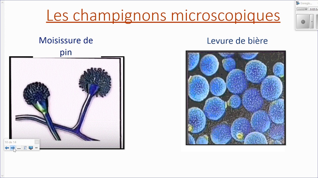 les microbes prof sara svt Partie 1 - YouTube
