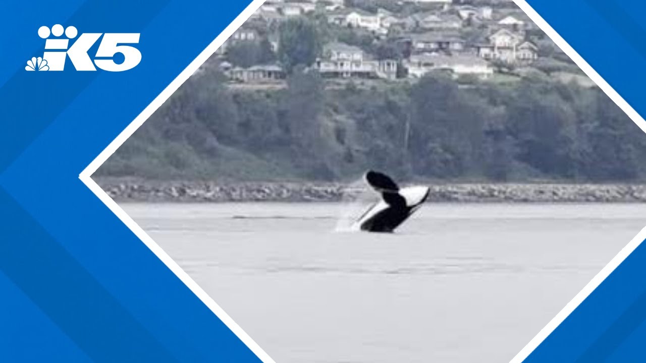 WATCH: Orcas make a splash near Fox Island - YouTube