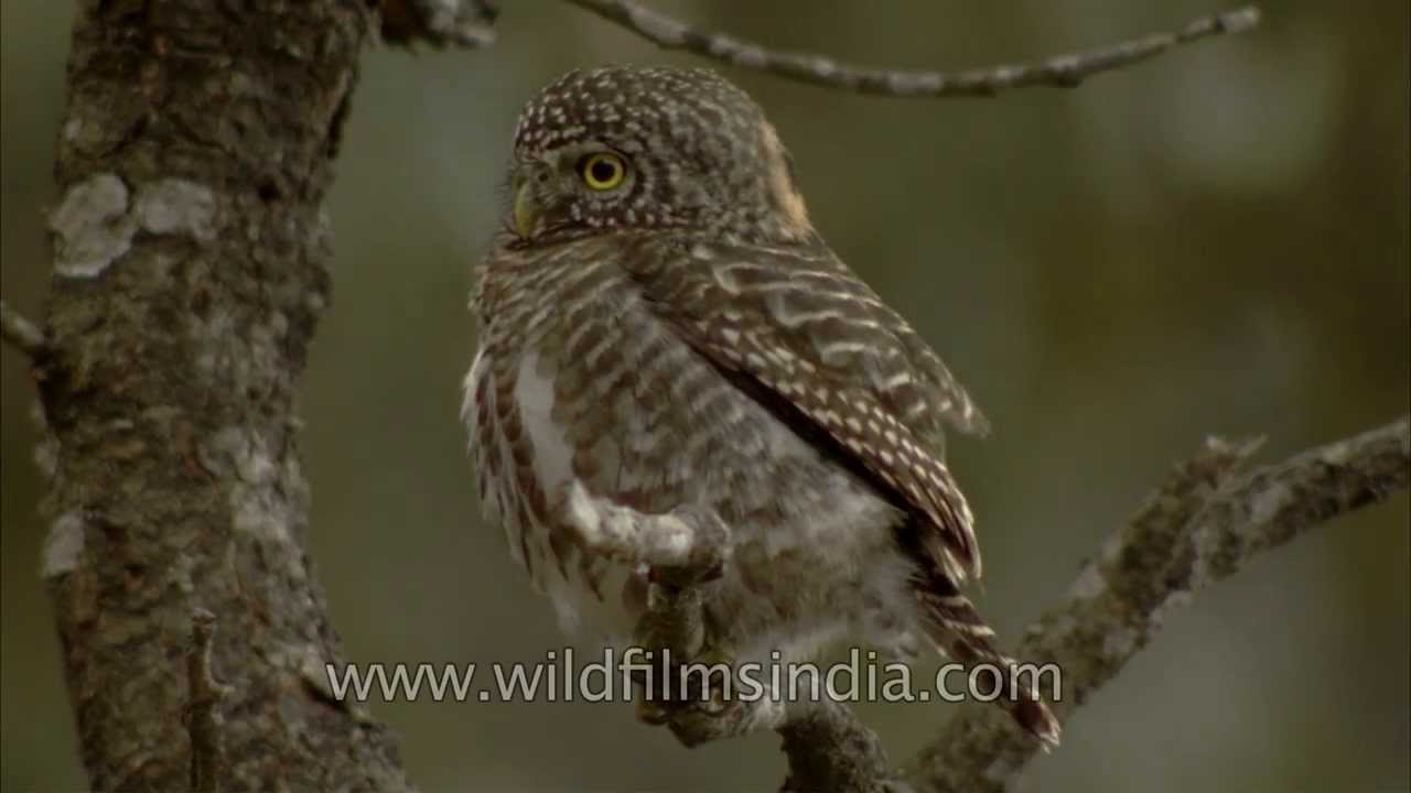 Tiny little Collared Pygmy Owlet in the Himalaya - YouTube
