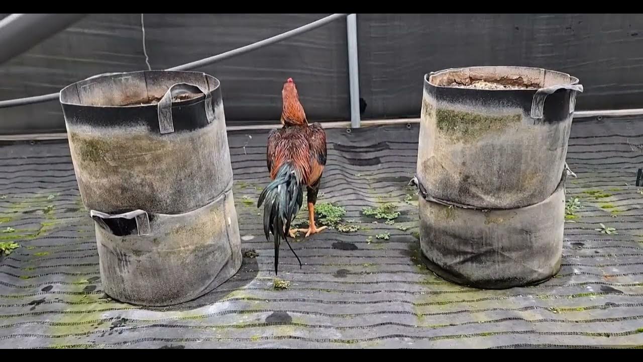 Tham Qaib Ua Si 1-25-23 - YouTube