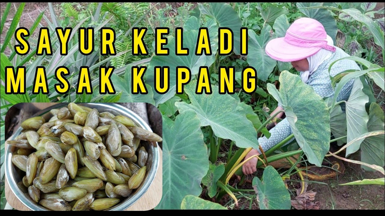 Cooking Local Mussels With Yam Vegetable Without Coconut Milk // Kupang ...
