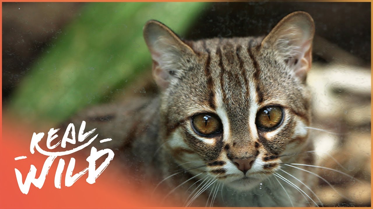 Rare Siberian Wild Cat Rescued From London Garden | Wildlife Patrol ...
