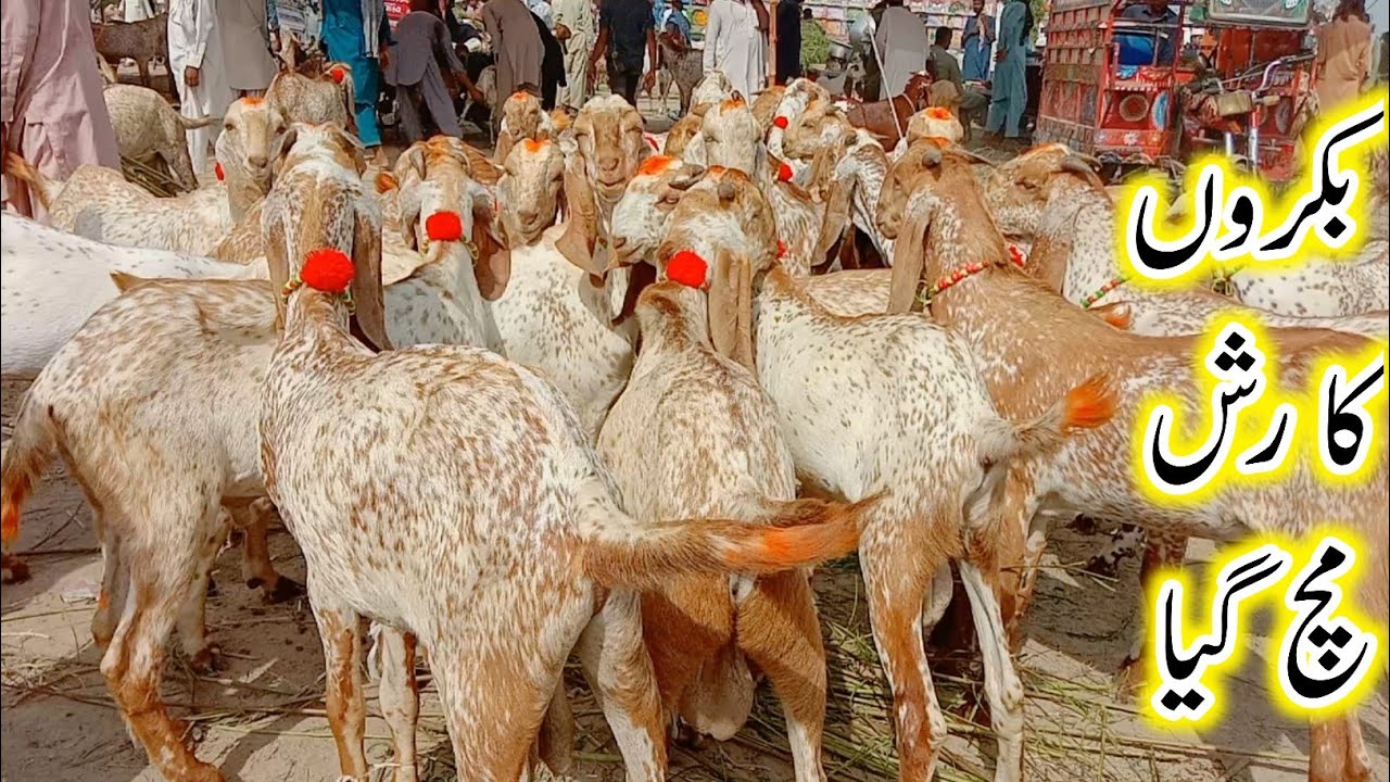 Luddan bakra mandi Pakistan makhi cheene bakre nagre beetle ambritsari ...