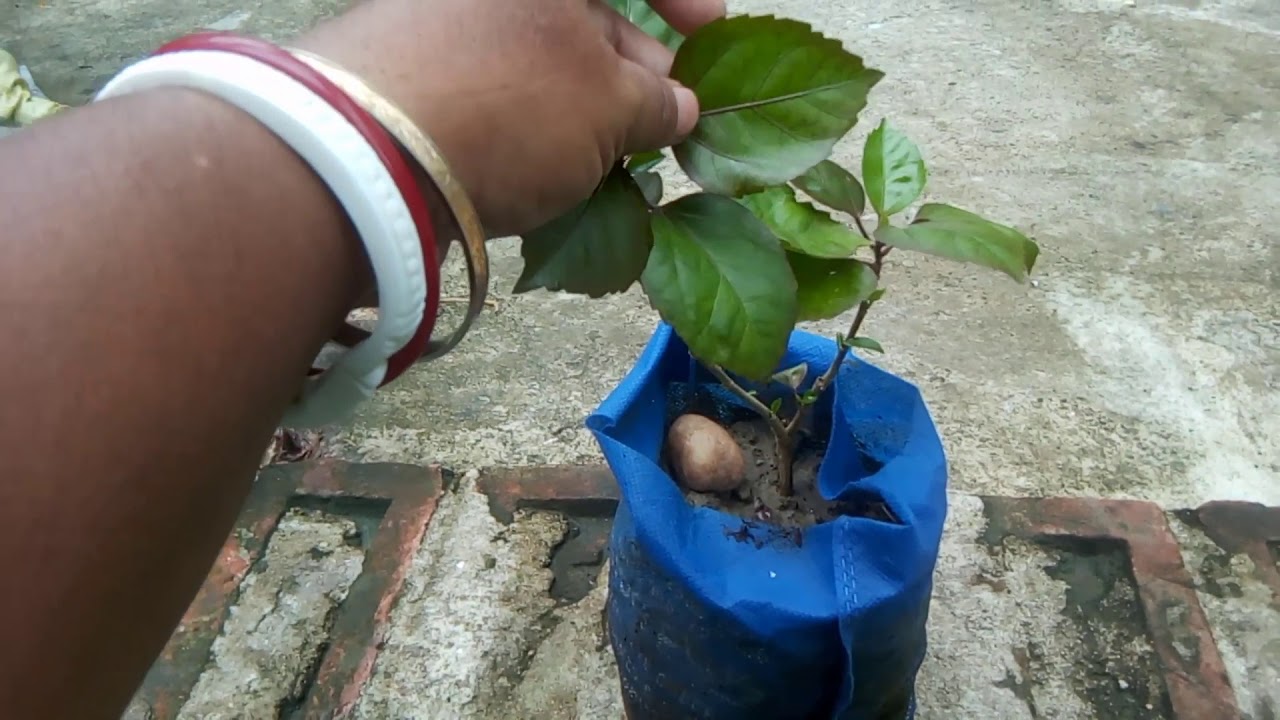 Jaba / hibiscus plant's water propagation - YouTube