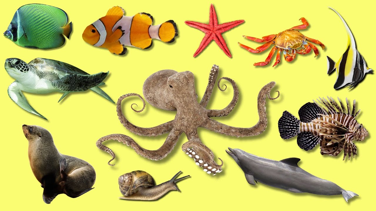 LEARN EASY SEA ANIMALS for ALL IN ENGLISH | KIDS | PRESCHOOL - YouTube