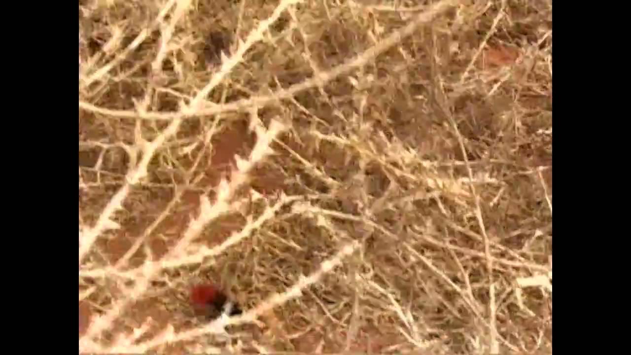 Red Velvet Ant / Dasymutilla magnifica - YouTube