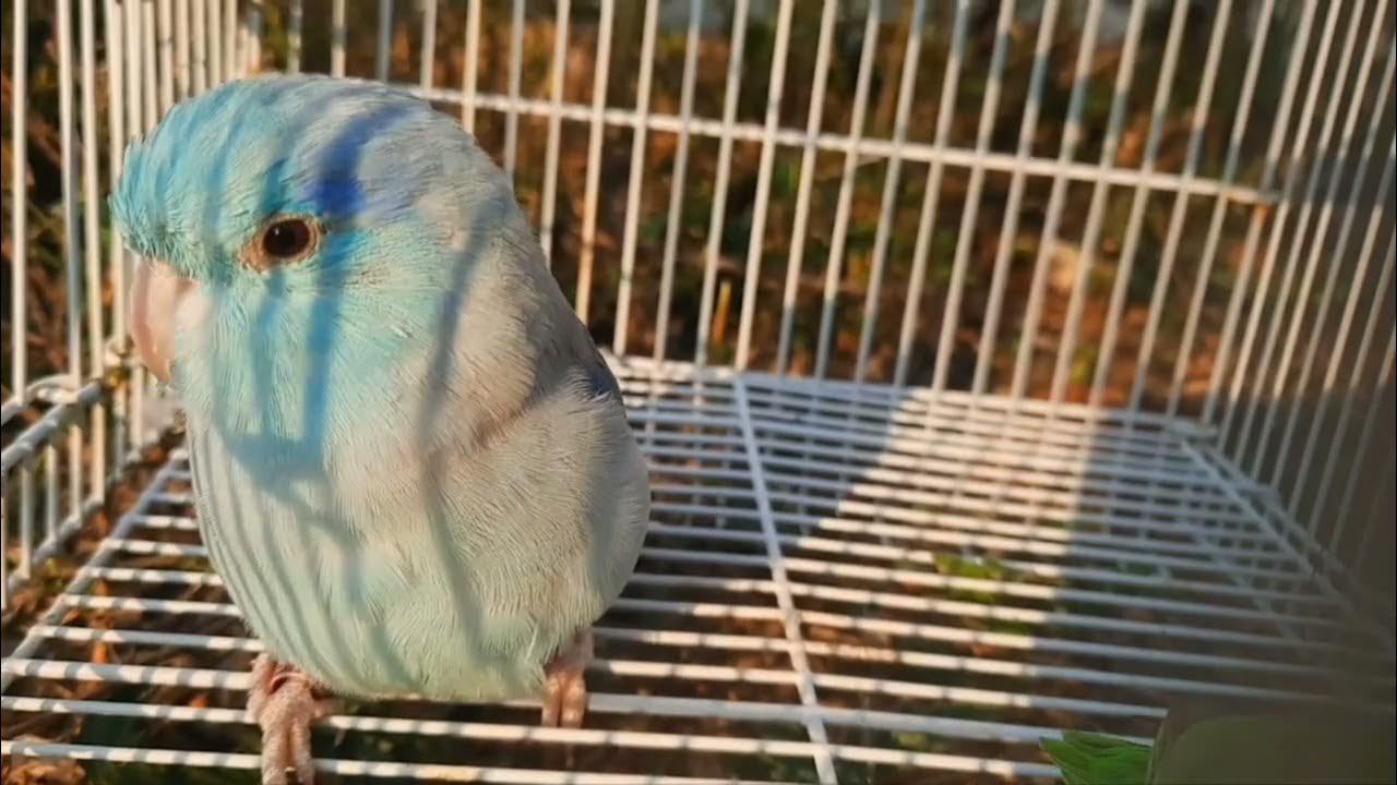 The sound of forpus this sound is so sweet. The forpus is singing for long time. The forpus asmr ...