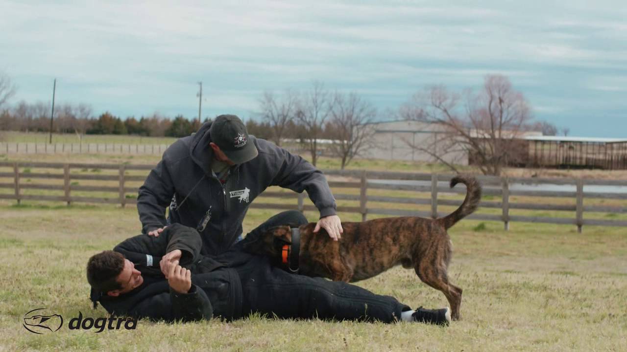 Ep.7 - K9 Dog Training with Mike Ritland: Bite Training - YouTube