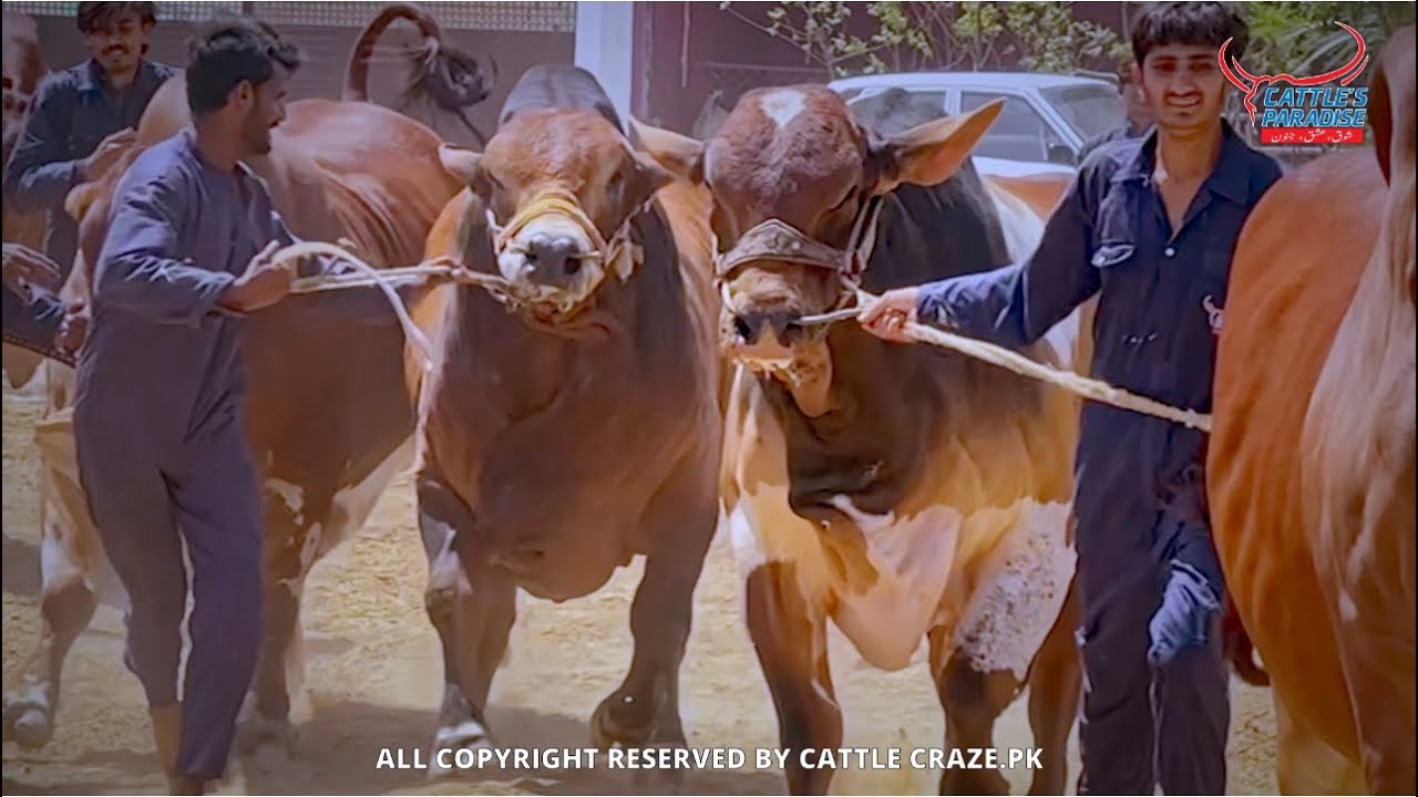 Shouqeeno ki Jannat (CattlesParadise) - YouTube