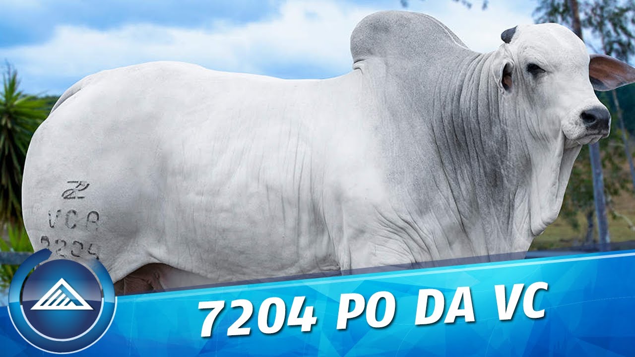 7204 PO da VC - YouTube