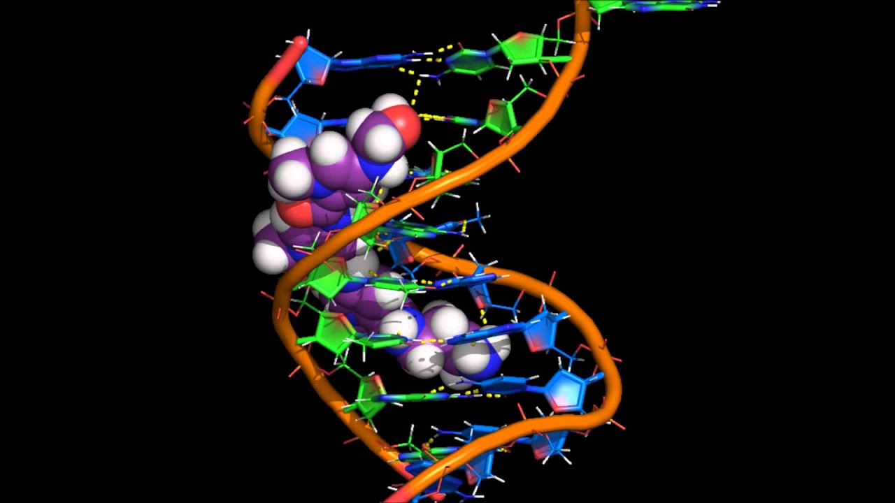 distamycin in the minor groove of a DNA duplex - YouTube