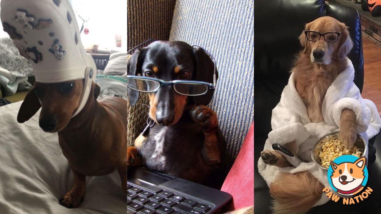 Dog Fails So Funny You'll Cry Tears!🤣🐶| Funniest Cute Pet Dogs Video ...