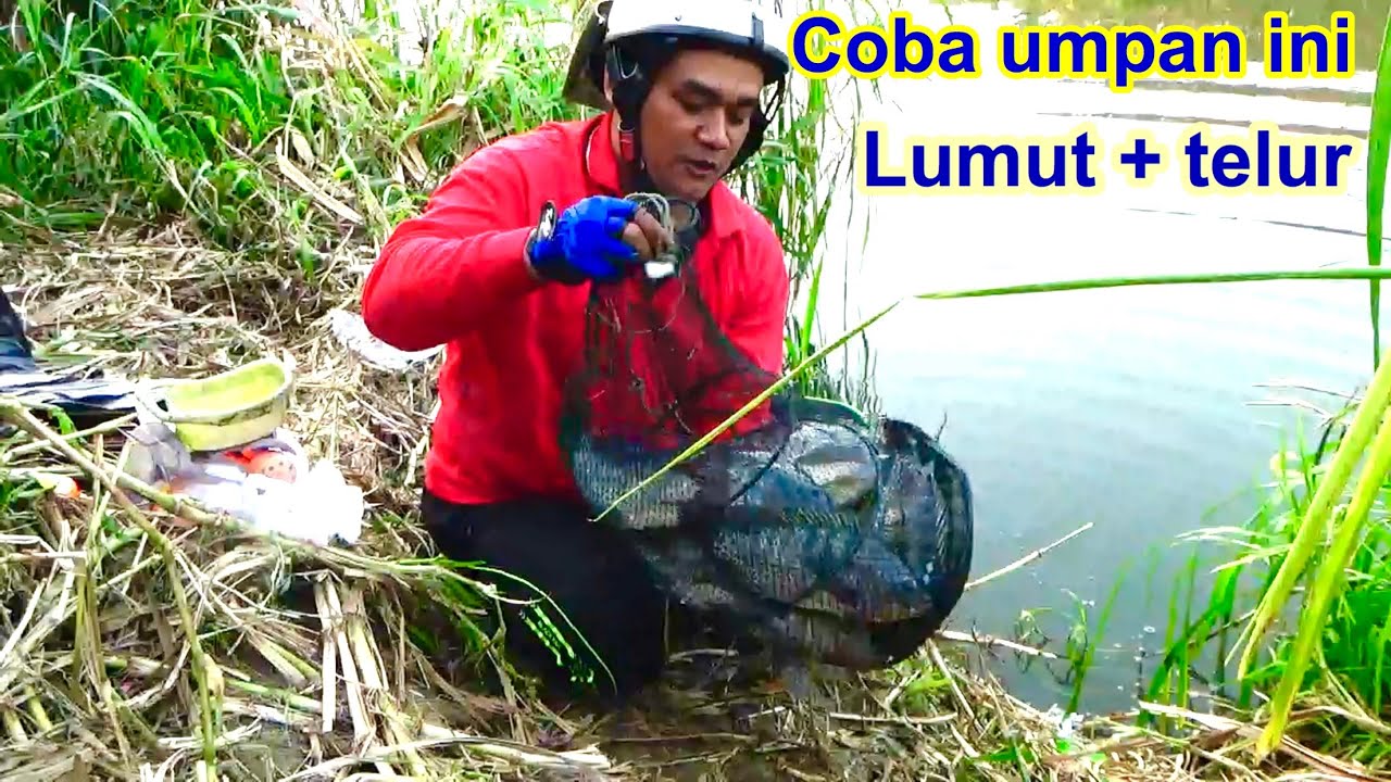 Racikan Lumut Sawah + Telur Mancing Ikan Nila Babon Liar || Umpan Jitu ...