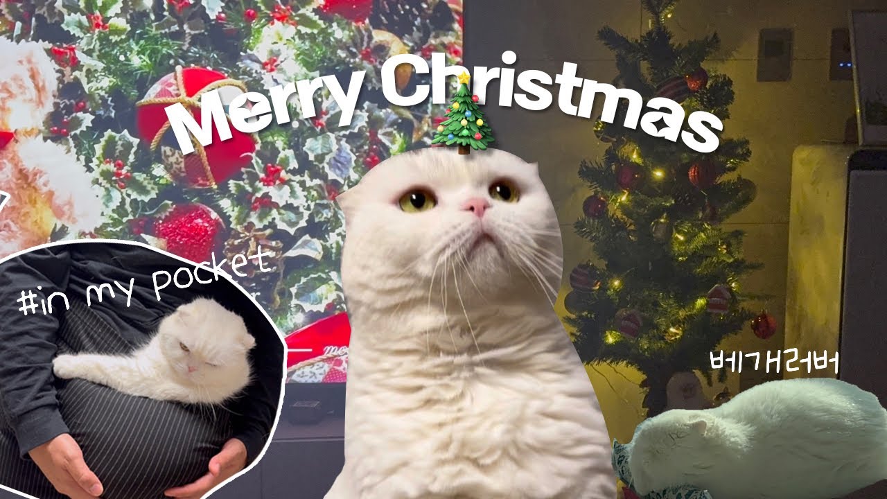 Vlog 고양이 모찌와 출산휴가 임산부 일상🤰 크리스마스🎄 겨울 준비 ️ 고양이 브이로그 고양이 일상 Youtube