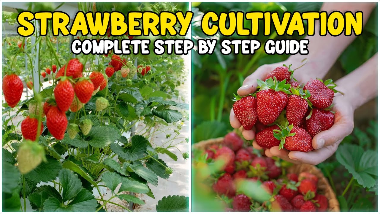 Strawberry Cultivation - Complete Guide | Strawberry Farming - YouTube