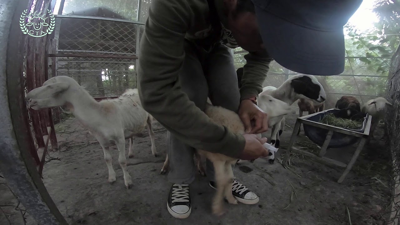 Sheep & Goat - Injection Site ការចាក់ថ្នាំវ៉ាក់សាំងសត្វចៀម ពពែ - YouTube