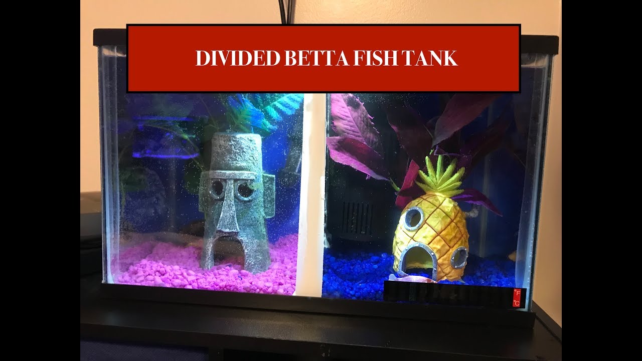 How To Make A Divided Betta Fish Tank! - YouTube