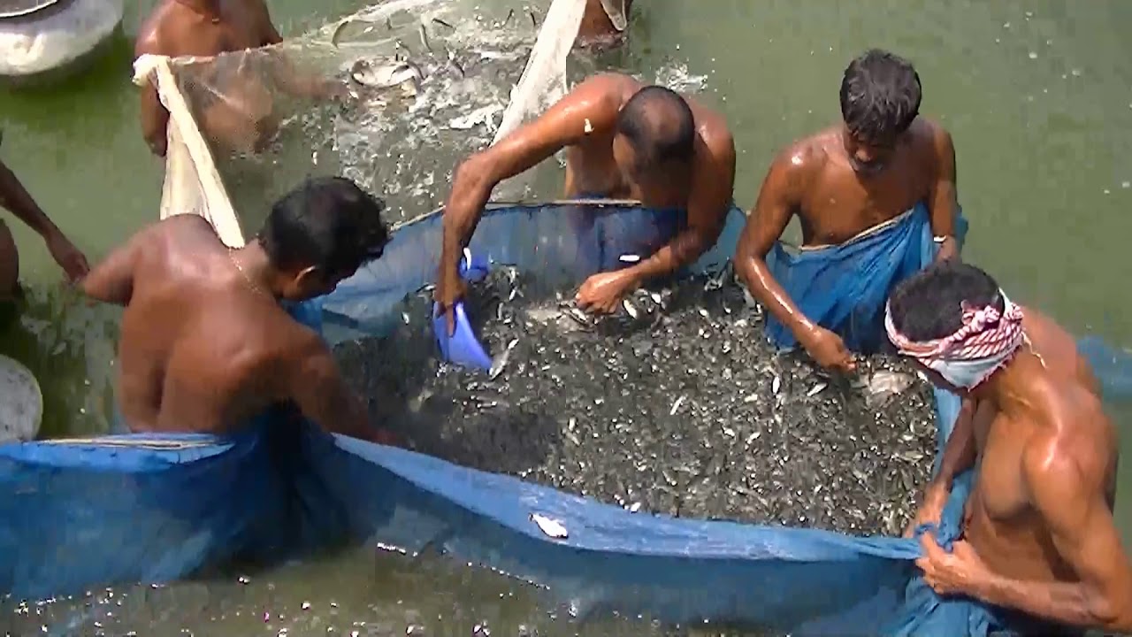 Net Fishing in The Pond Awesome Catching Fishing Skrill With Fisherman ...