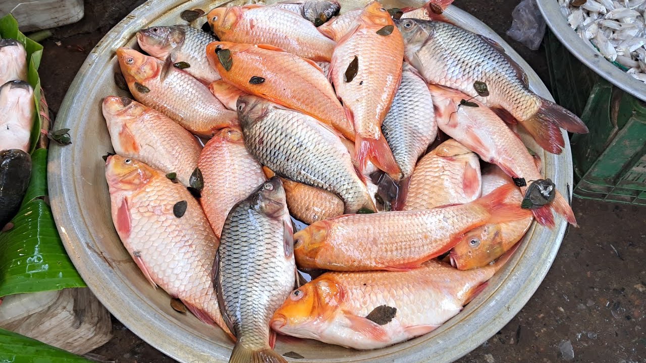 new fish cutting video | fish cutting skills satisfying | amazing ...