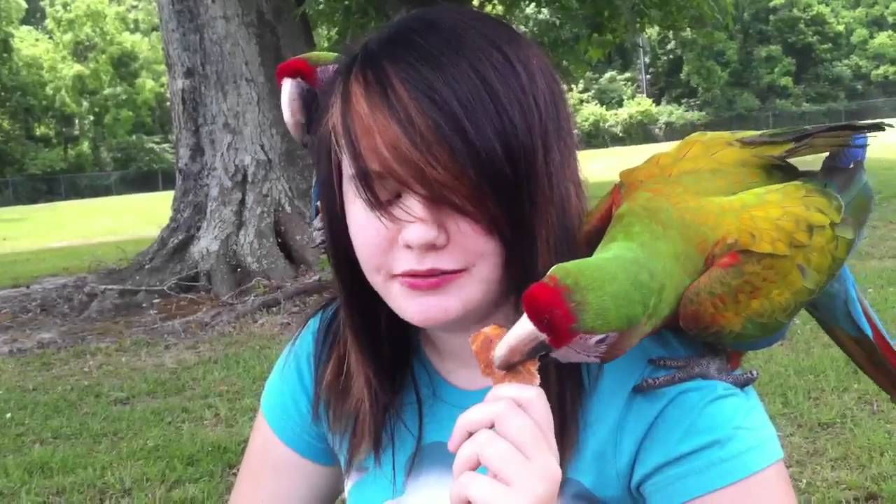 Birds eating pizza - YouTube