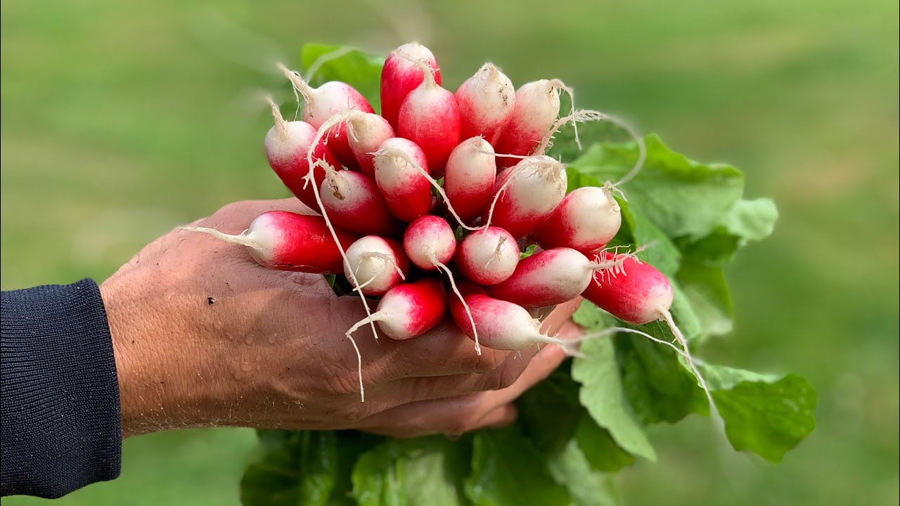 EN BEGYNDERS GUIDE TIL PERFEKTE RADISER (såning, høst, vask ...