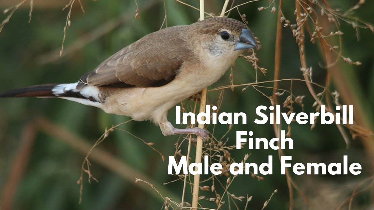Indian silverbill Male and Female Love Making / White-throated munia ...